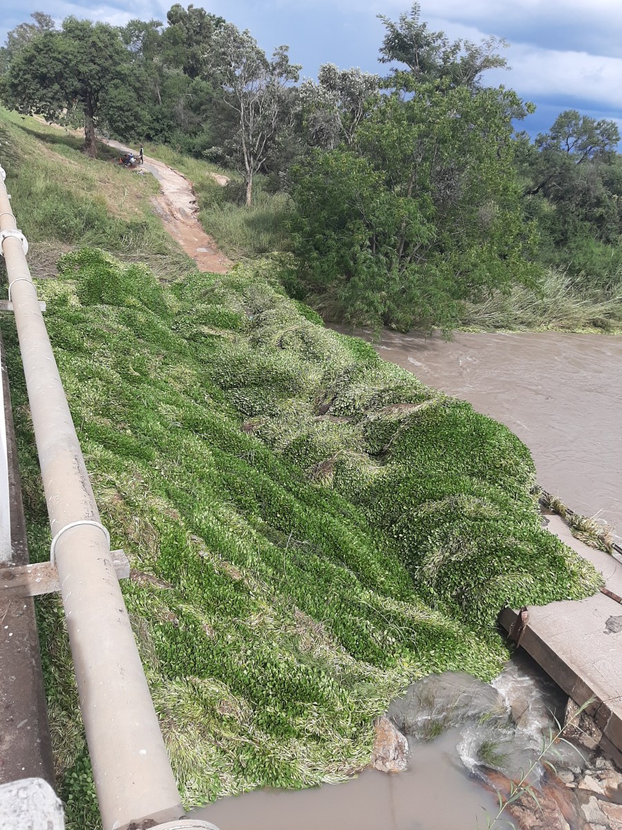 Tracking a notorious weed that clogged a bridge in Masvingo – ZimTracker